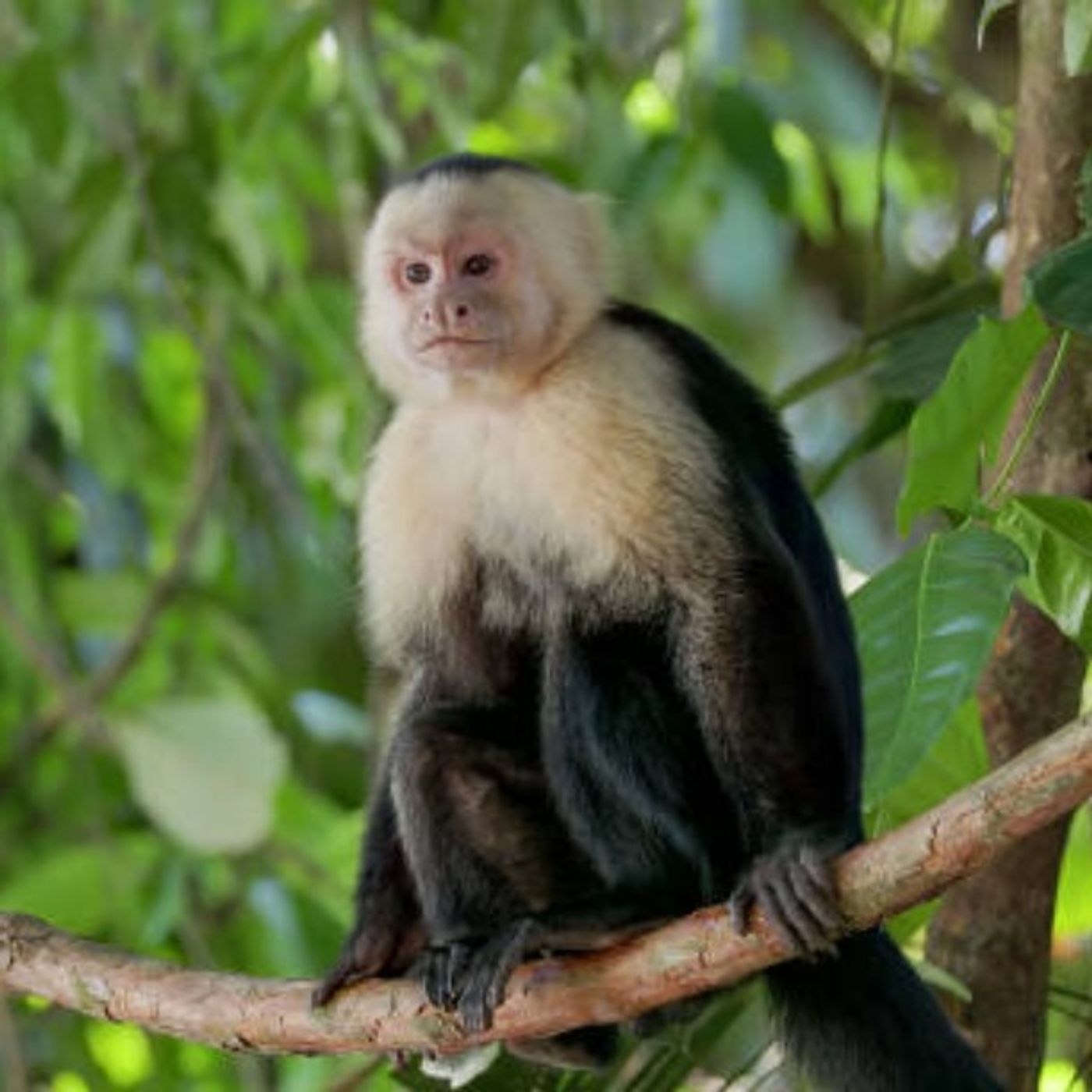 Sandra wants a monkey - Seekr