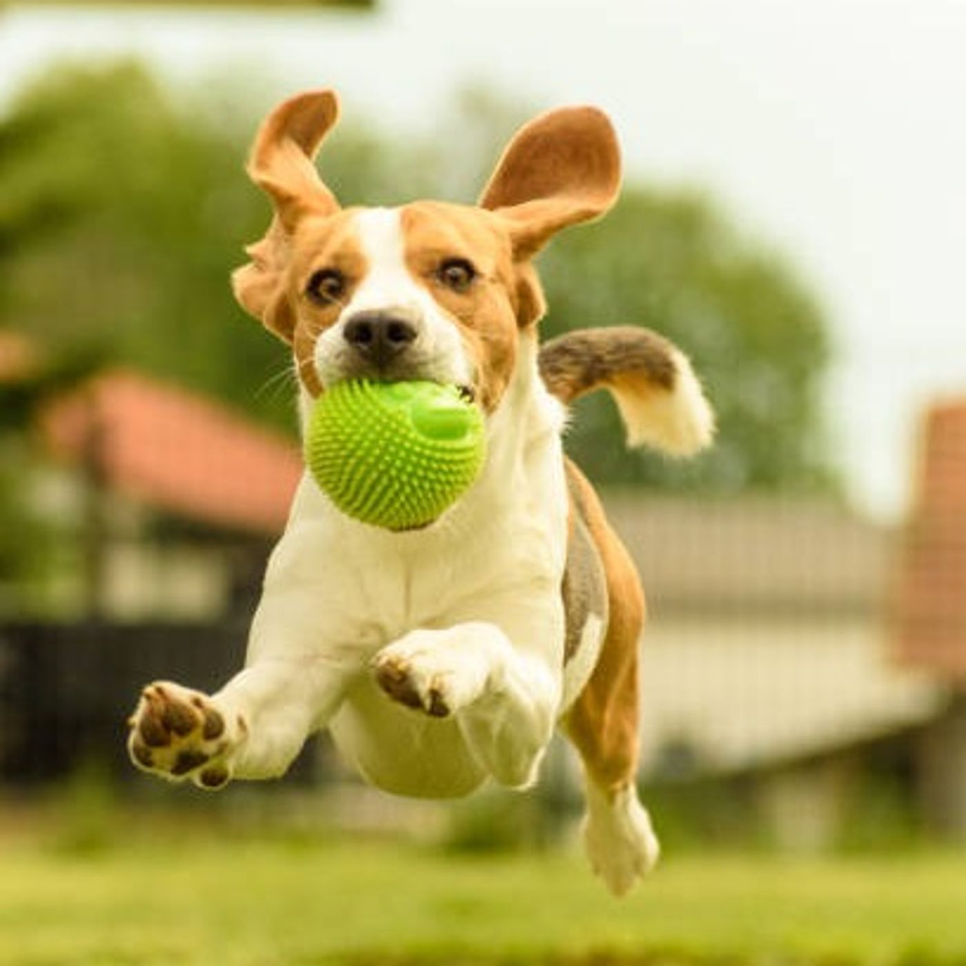 Why Don't Dogs Know How To Fetch Properly? - Seekr