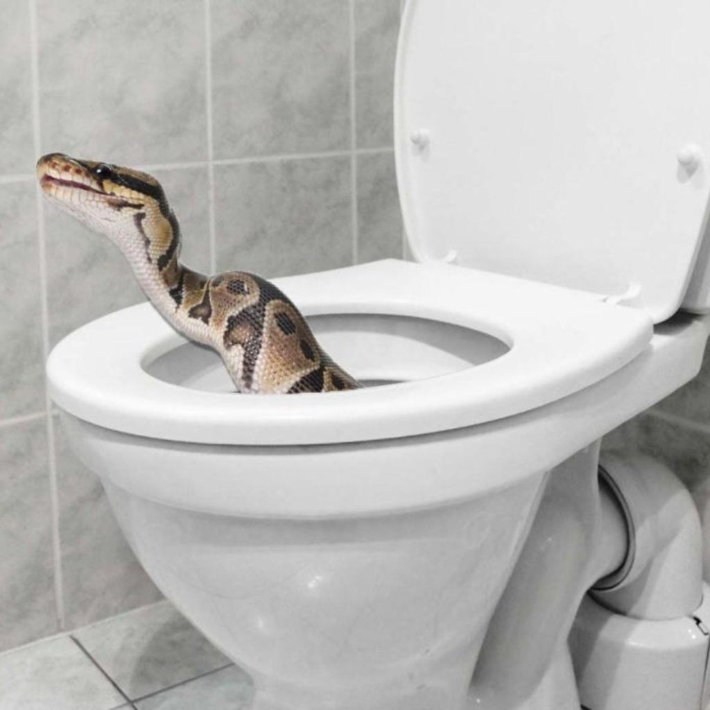 How Do Snakes Poop? - Seekr