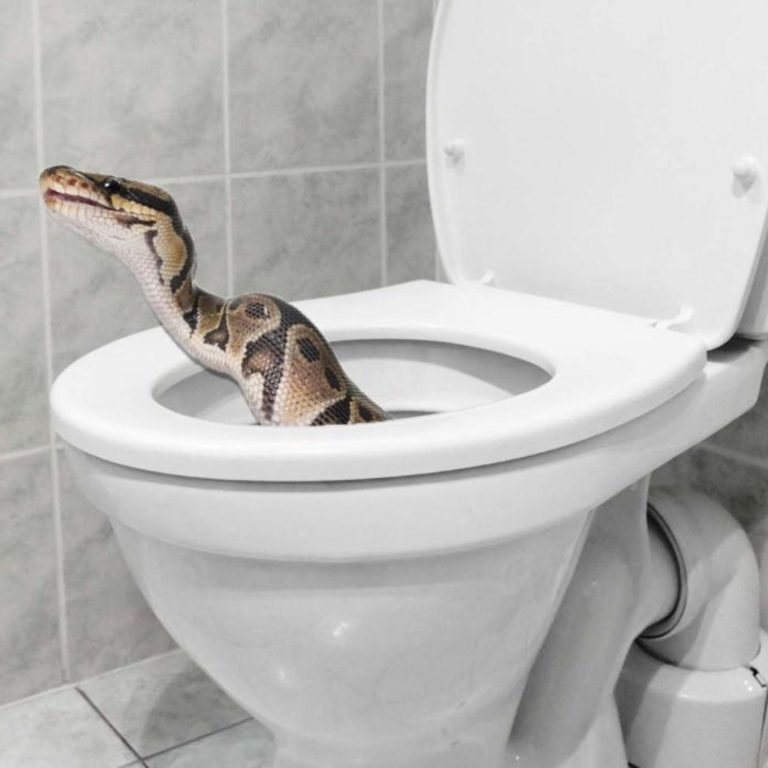 How Do Snakes Poop? - Seekr